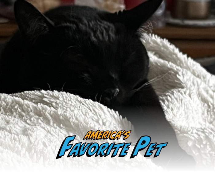 Jinx | America's Favorite Pet