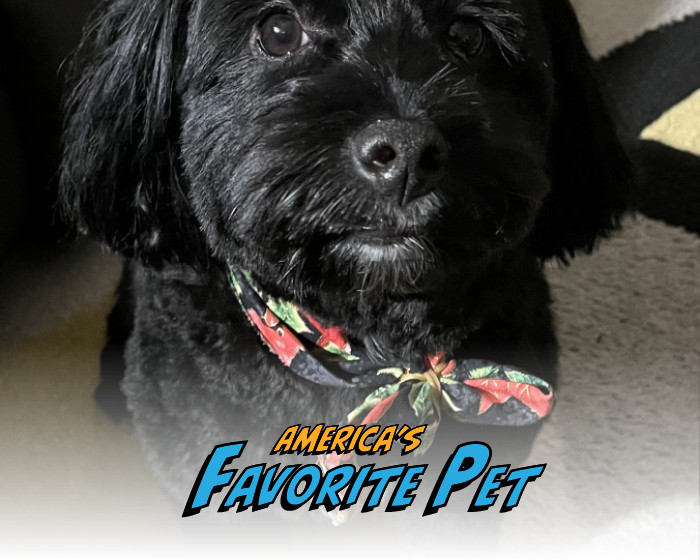 Milo | America's Favorite Pet