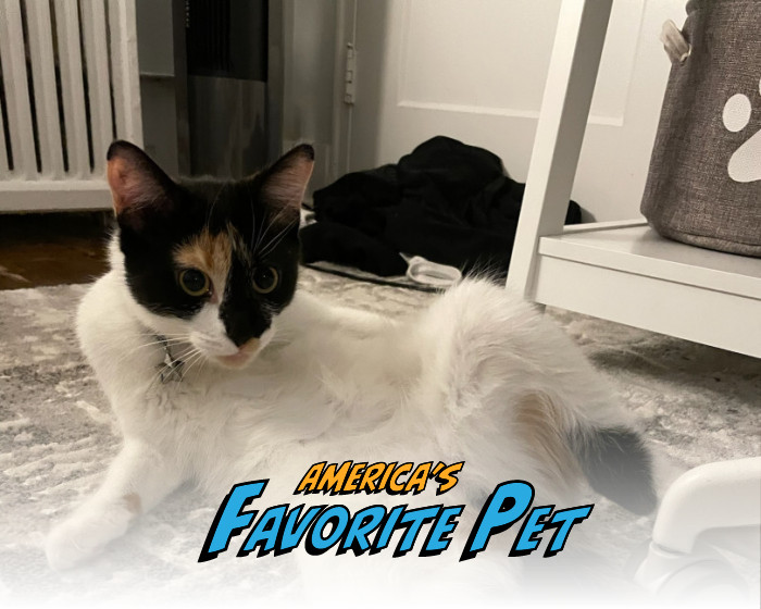 ellie | America's Favorite Pet