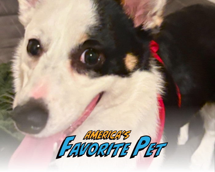 DOJA | America's Favorite Pet