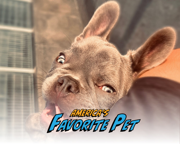 Lebron | America's Favorite Pet