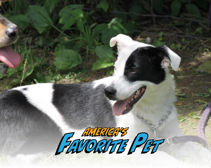 Milo | America's Favorite Pet