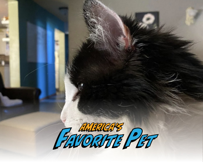 Milo | America's Favorite Pet