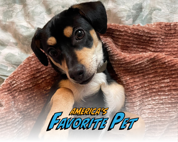 Pretzel | America's Favorite Pet