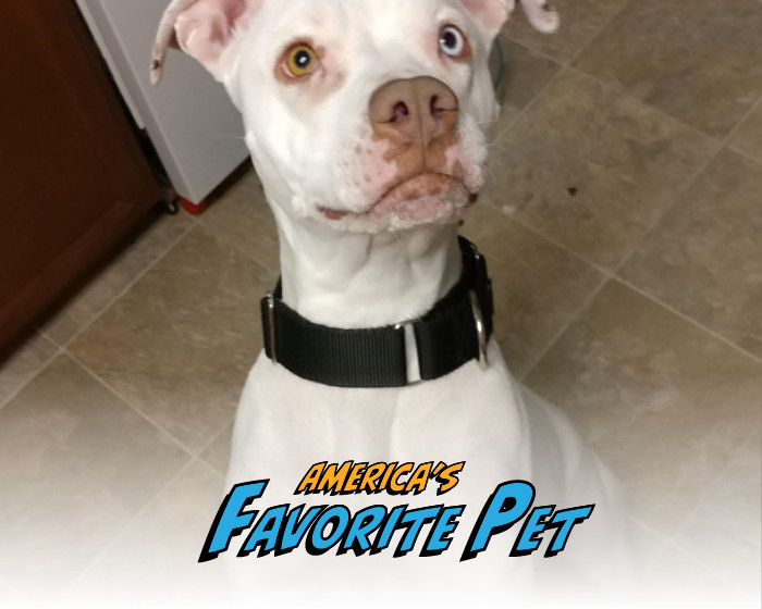 Panzer | America's Favorite Pet