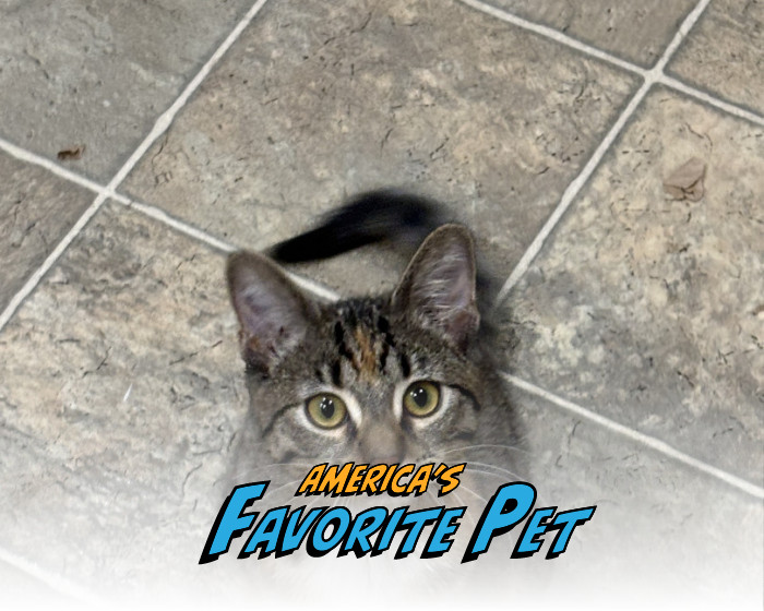 Tootsie | America's Favorite Pet