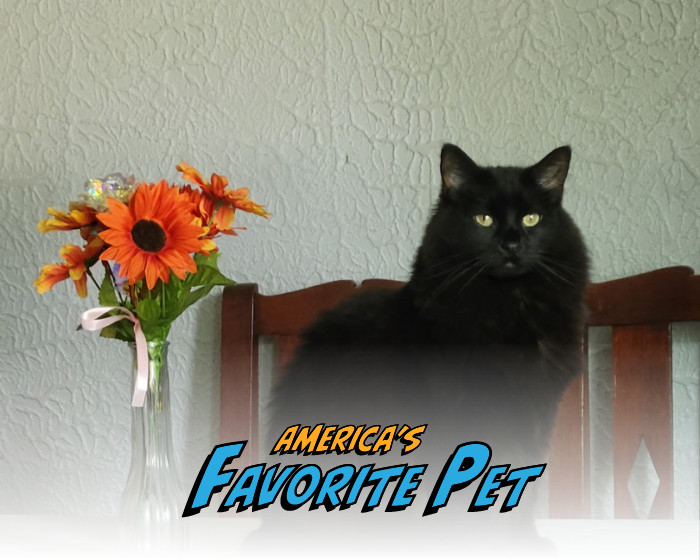 Tig Chester | America's Favorite Pet