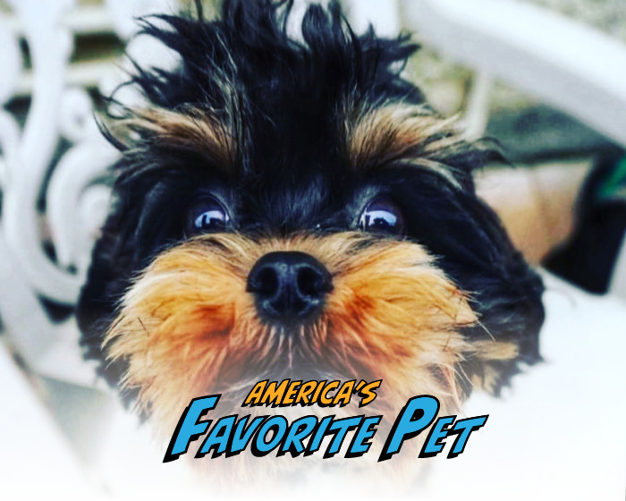 Maple | America's Favorite Pet