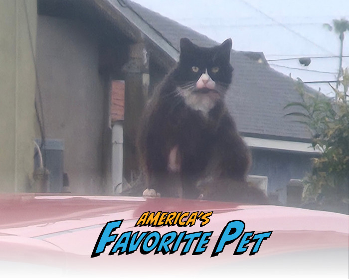 Grumpy cat | America's Favorite Pet