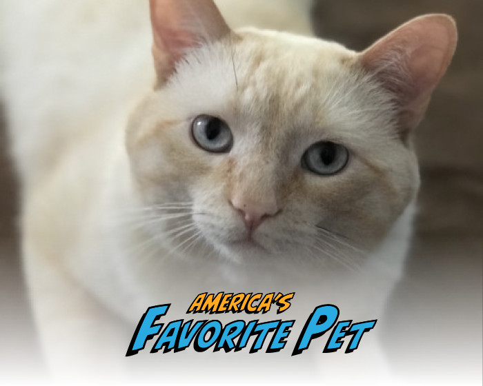 Ostrich | America's Favorite Pet