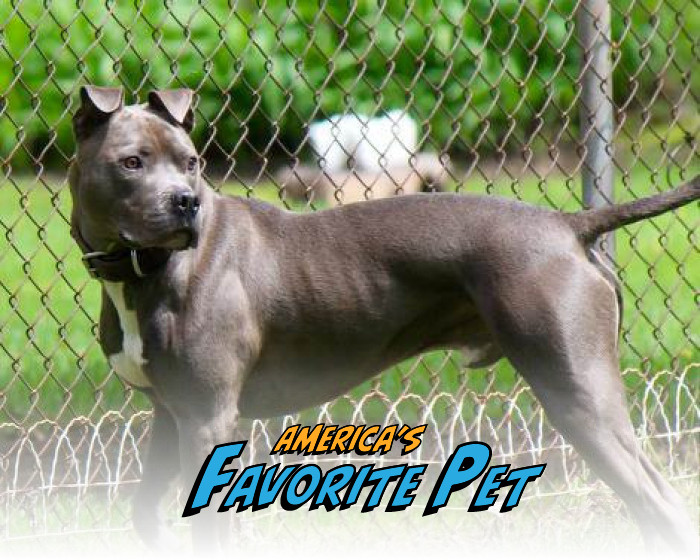 Tank | America's Favorite Pet