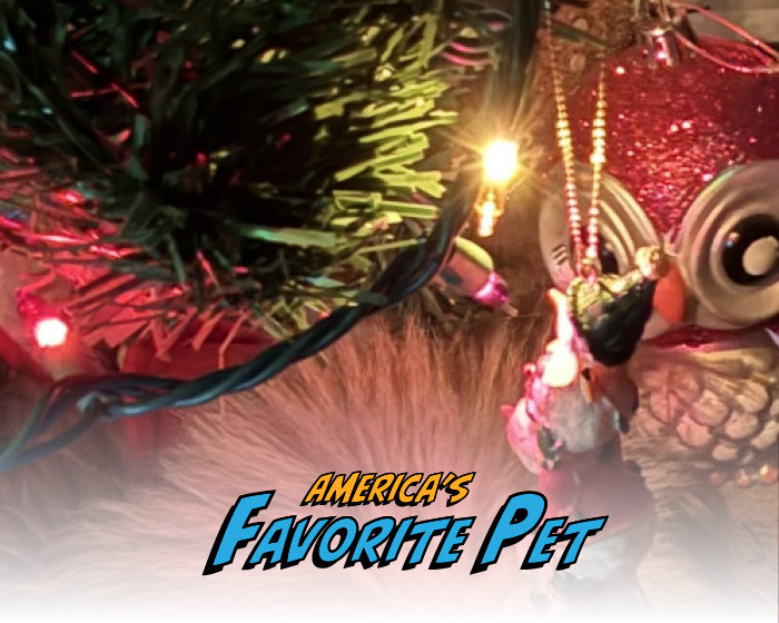 Kirby bear | America's Favorite Pet