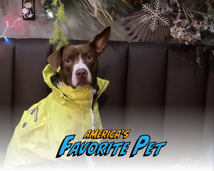 Carson | America's Favorite Pet