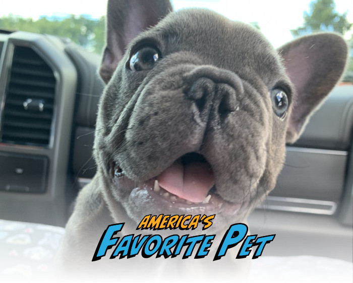 Maximus | America's Favorite Pet