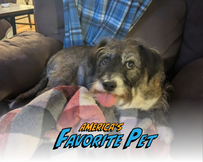 Emily | America's Favorite Pet