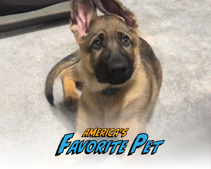 Riley | America's Favorite Pet