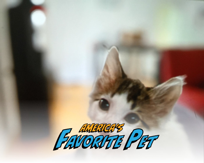 Snow bAll | America's Favorite Pet