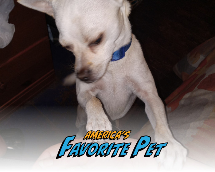 Snowman | America's Favorite Pet