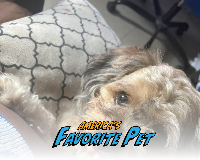 Milo | America's Favorite Pet