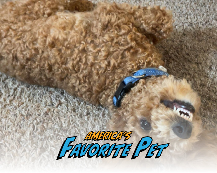 Archie | America's Favorite Pet