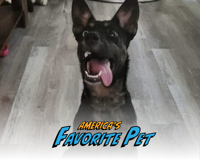 Willow Dean | America's Favorite Pet