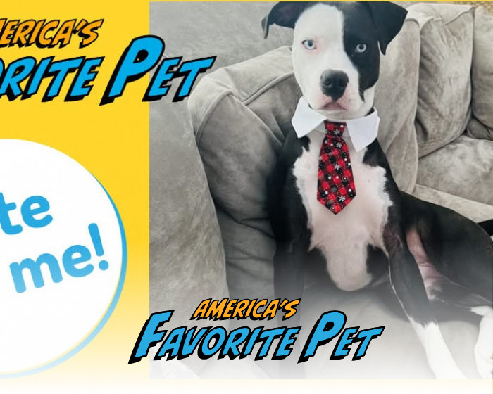 Steve | America's Favorite Pet