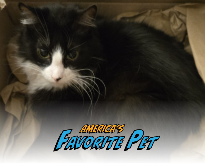 Lady Sif | America's Favorite Pet