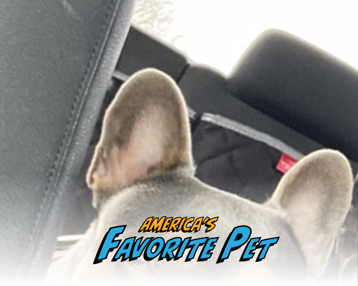 Doug | America's Favorite Pet