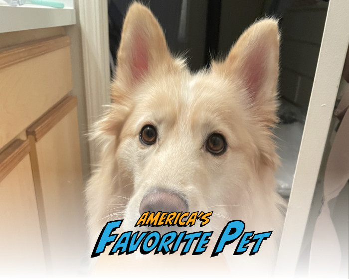 Alfred | America's Favorite Pet