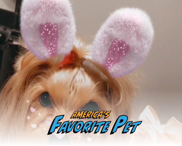 Princess Bella Renee Douglas | America's Favorite Pet