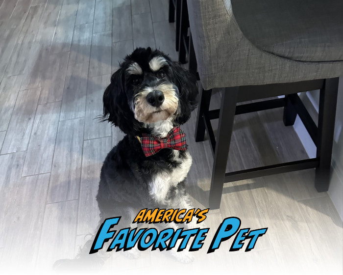 Kirby | America's Favorite Pet