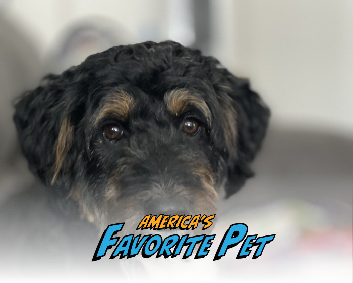 Aurora | America's Favorite Pet