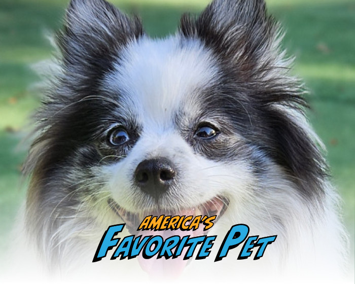 Poppy | America's Favorite Pet