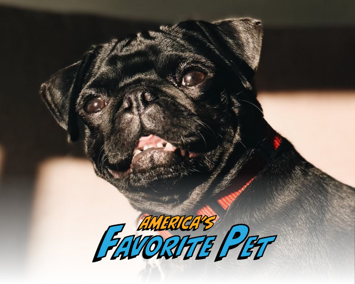 Lucifer | America's Favorite Pet