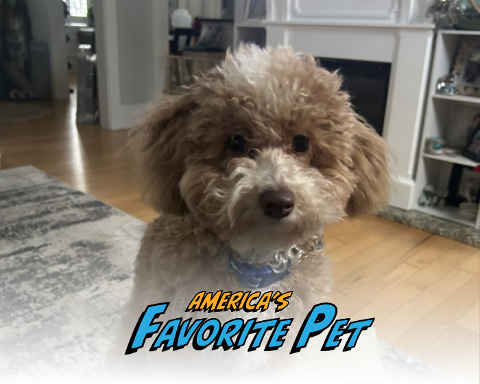 Maverick | America's Favorite Pet