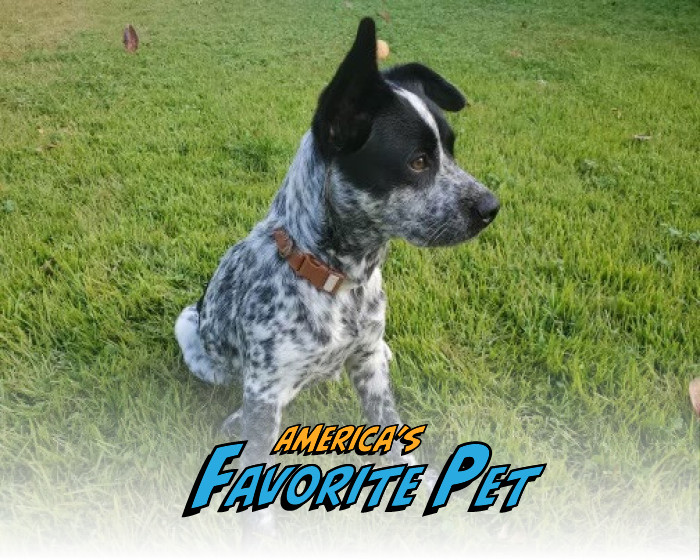 Pepper Potts | America's Favorite Pet