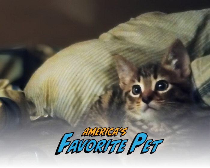 Copper | America's Favorite Pet