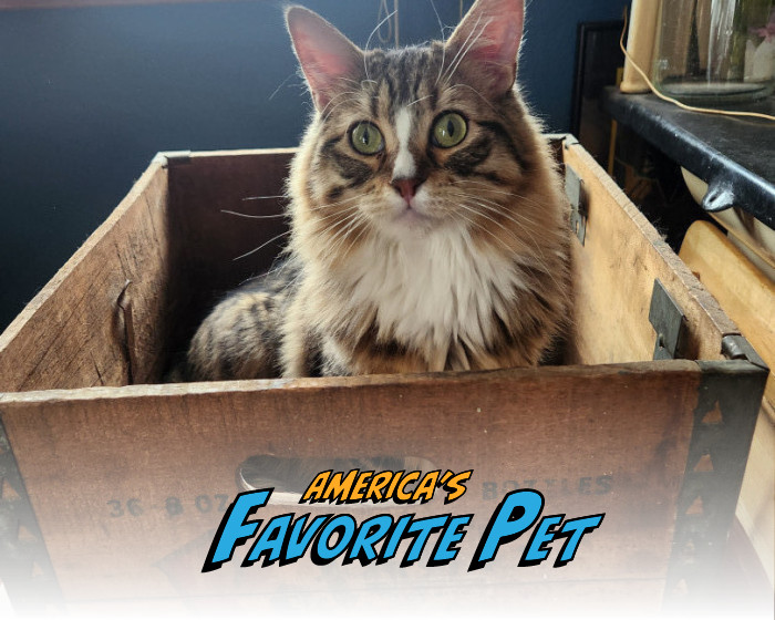 Gizmo | America's Favorite Pet