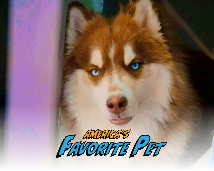 Chewy | America's Favorite Pet