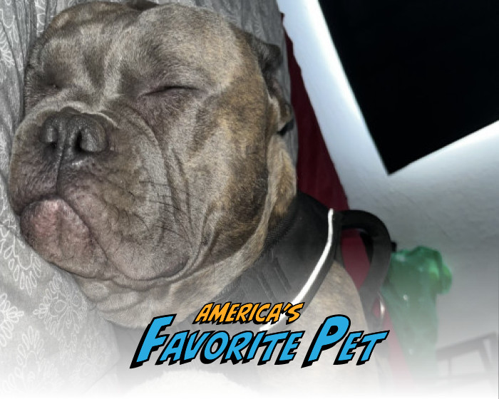 P-NUT | America's Favorite Pet