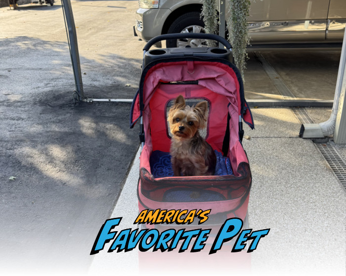 Milo | America's Favorite Pet