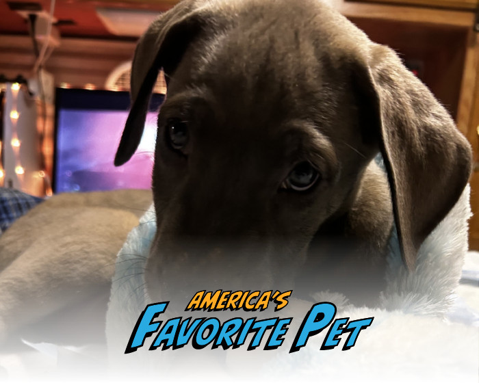 Jolene | America's Favorite Pet