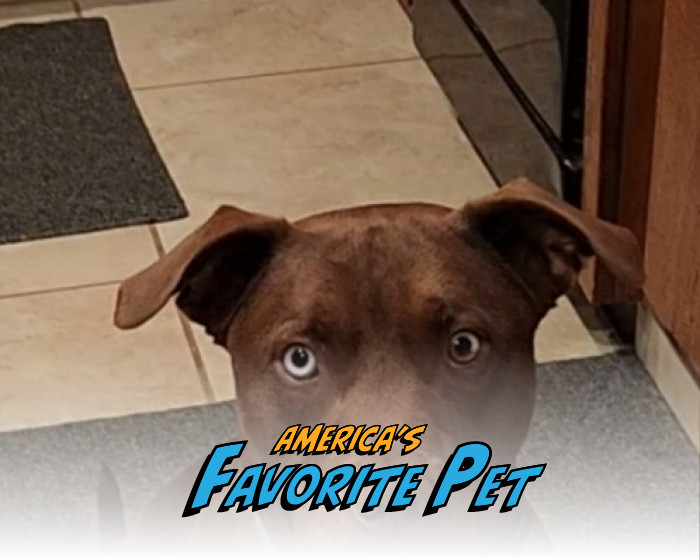 Bruce | America's Favorite Pet