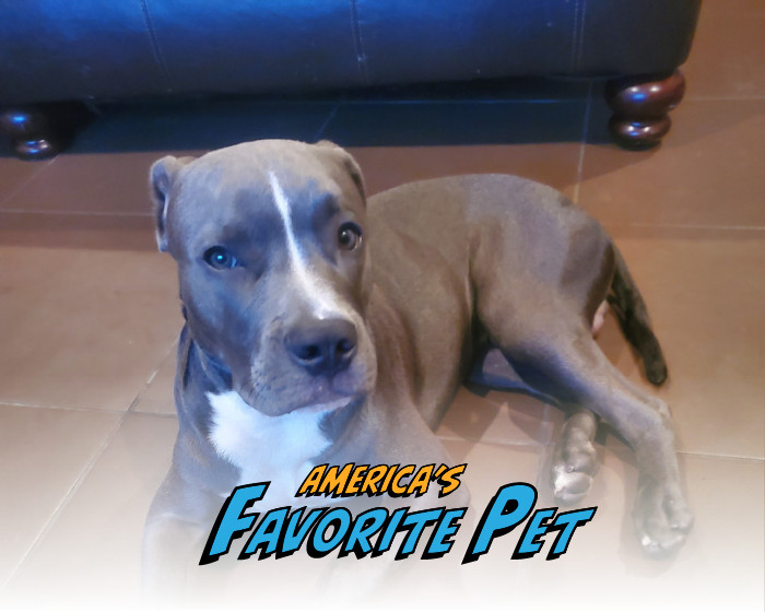 Popeye | America's Favorite Pet