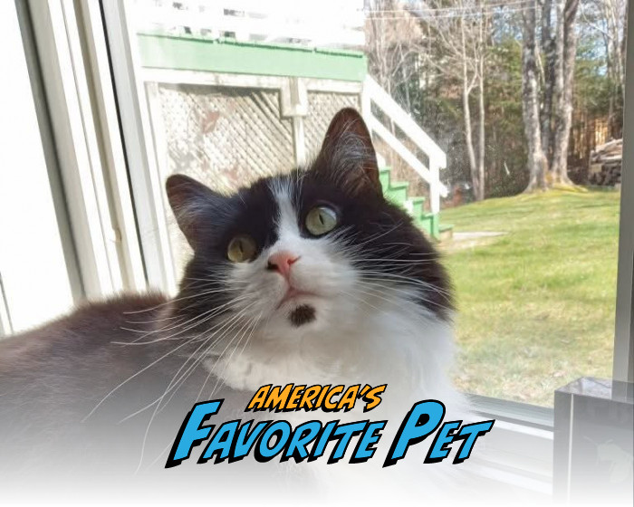 Priscilla | America's Favorite Pet