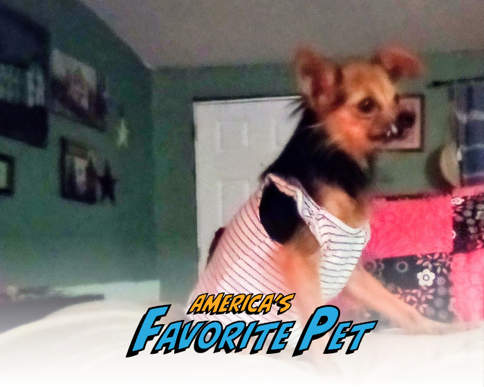 Angel | America's Favorite Pet