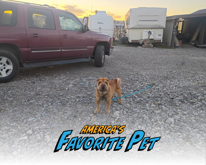 Ruby | America's Favorite Pet