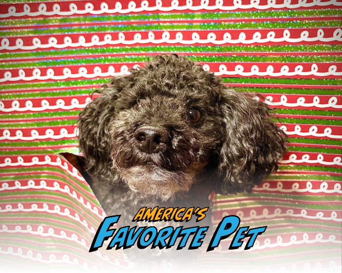 Nemo | America's Favorite Pet