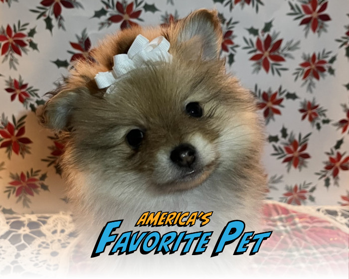 maybelle | America's Favorite Pet