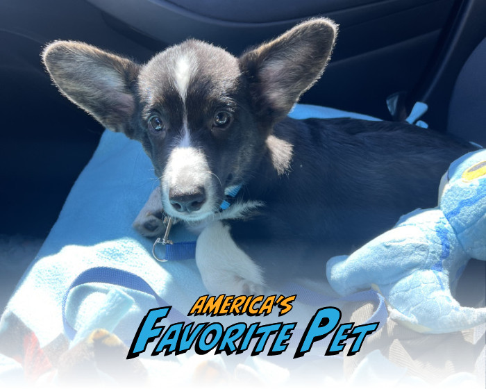 Milo | America's Favorite Pet